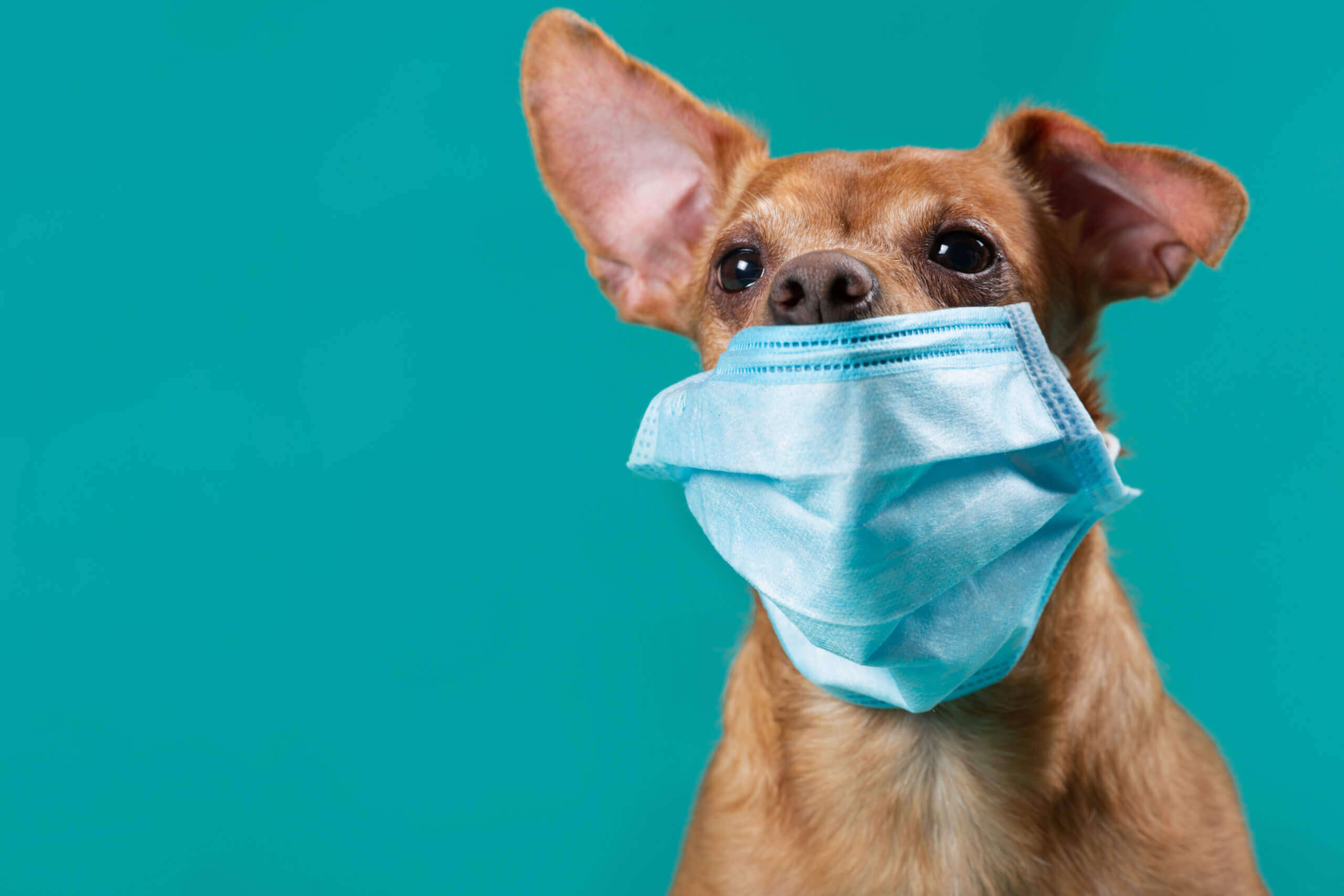 Cdc Dog Bite Treatment