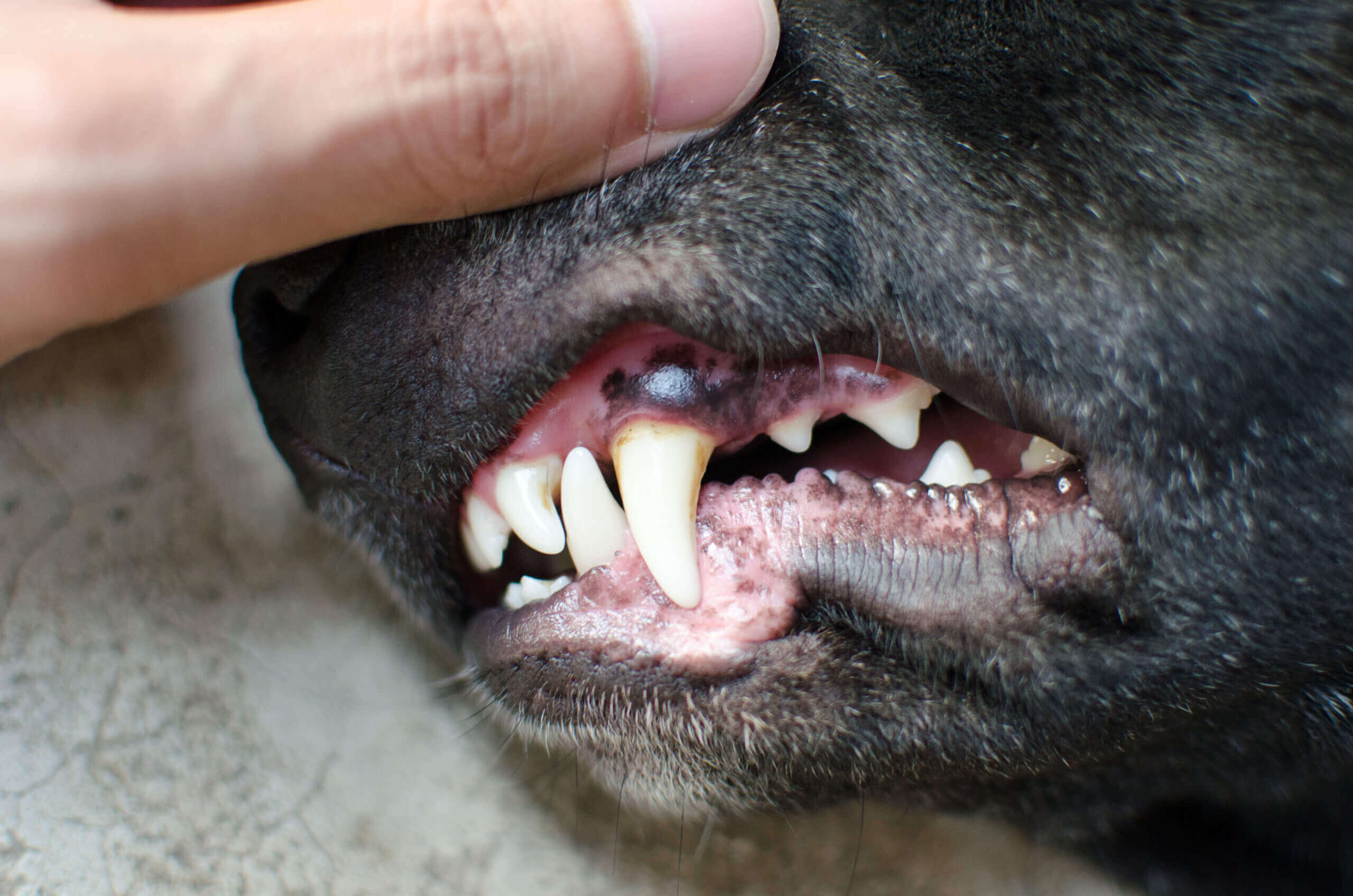 Should I Get A Tetanus Shot For A Dog Bite? - Deldar Legal | Personal ...